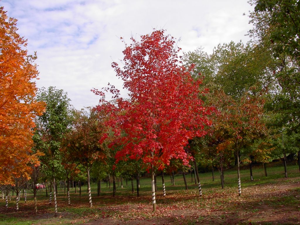 6 Effective Fall Planting Guide Tips for a Vibrant Garden This Season ...